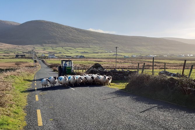 Dingle: Hour Slea Head Drive Tour 4hr - Personal Chauffeur Guide - Inclusions and Pricing