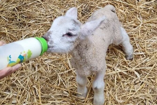 Dingle: Hour Slea Head Drive Tour 4hr - Personal Chauffeur Guide - Traveler Reviews