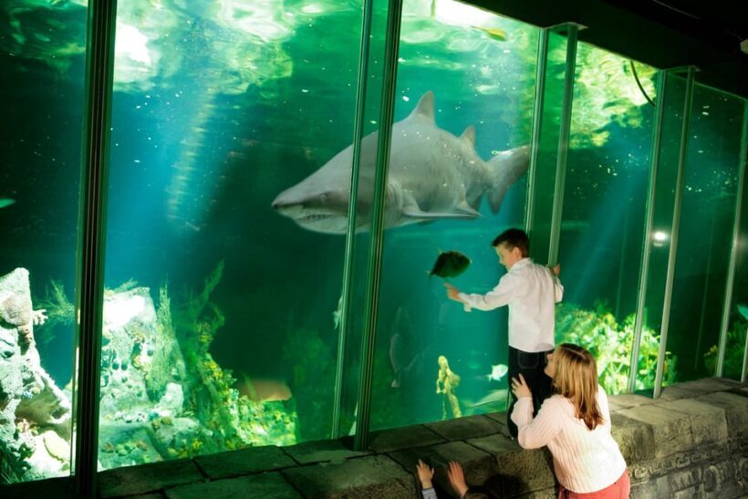 Dingle: Oceanworld Aquarium Admission Ticket - What Makes Dingle Oceanworld Aquarium Stand Out?