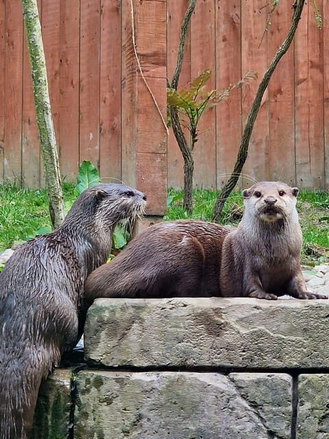 Dingle: Oceanworld Aquarium Admission Ticket - FAQ