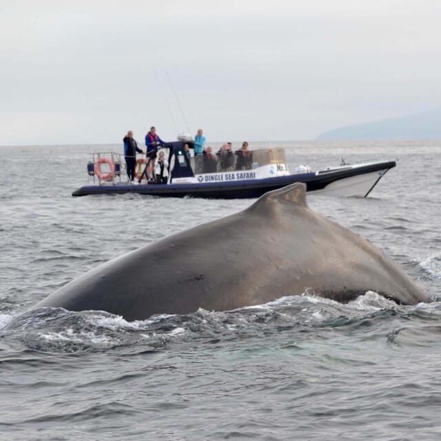 Dingle: Sea Safari by RIB Boat - Practical Tips for Travelers