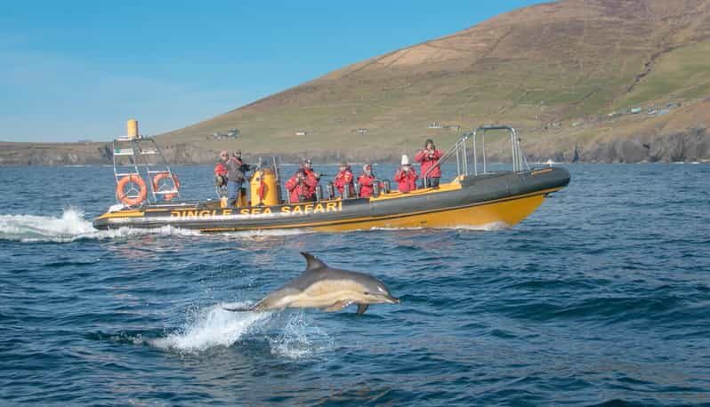 Dingle: Sea Safari by RIB Boat - Who Should Consider This Tour?