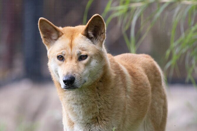 Dingo Experience at Healesville Sanctuary - excl. entry - Key Points