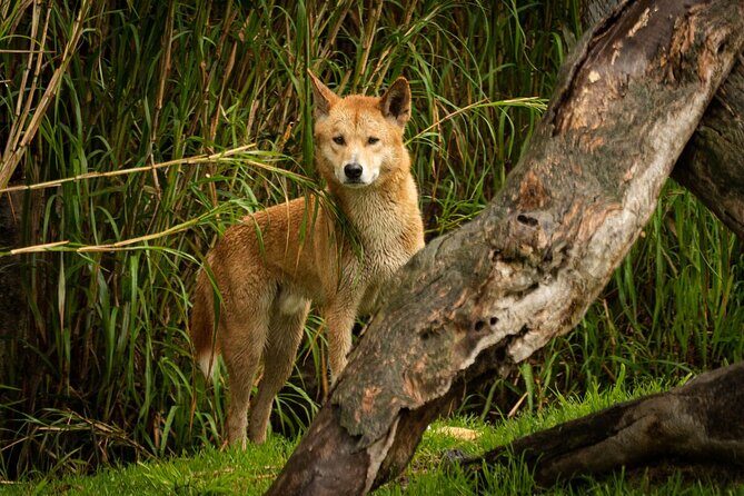 Dingo Experience at Healesville Sanctuary - excl. entry - What to Expect During the Dingo Experience