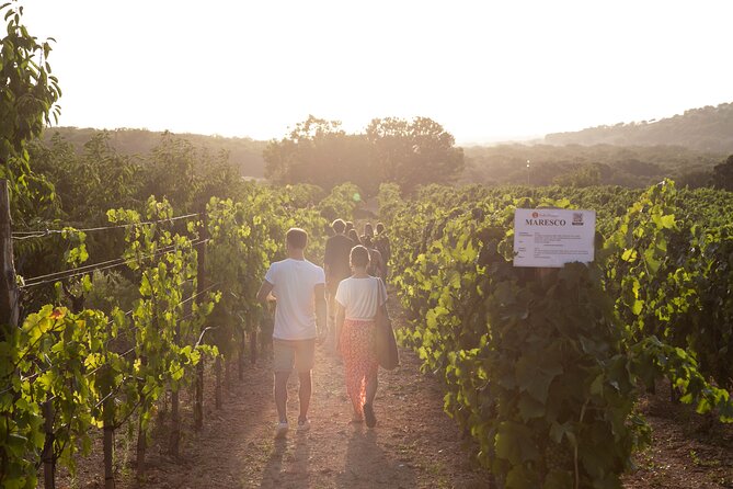 Dinner in the vineyard with wine tasting and walk - The Experience and Its Highlights