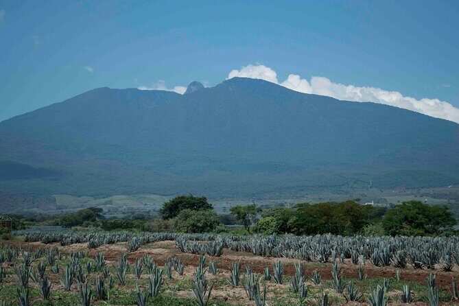 Direct Airport Transfer to Tequila Jalisco - Frequently Asked Questions