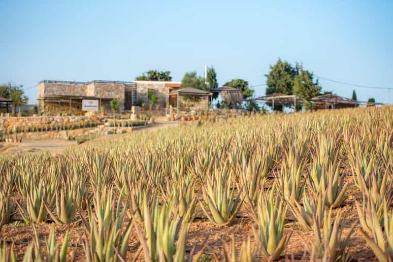 Discover Aloe: A Farm Walk & Workshop - The Guided Farm Walk: Insightful and Relaxing