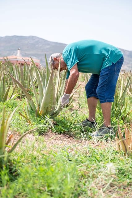 Discover Aloe: A Farm Walk & Workshop - What to Expect and Tips
