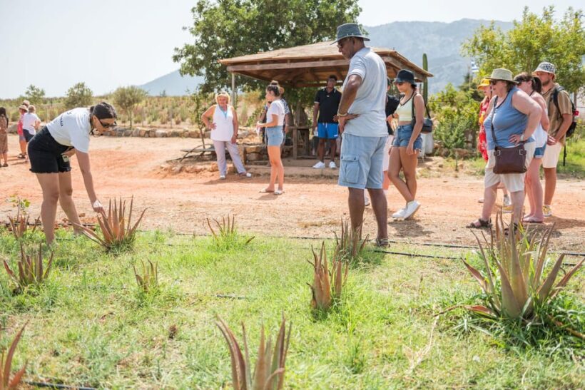 Discover Aloe: A Farm Walk & Workshop - Authenticity and Local Flavor