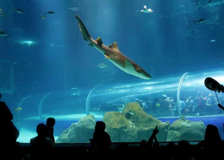 Discover AquaRio & Olympic Boulevard: Marine Life and Art - Key Points