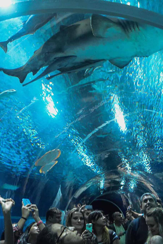 Discover AquaRio & Olympic Boulevard: Marine Life and Art - A Deep Dive into the Tour: What to Expect