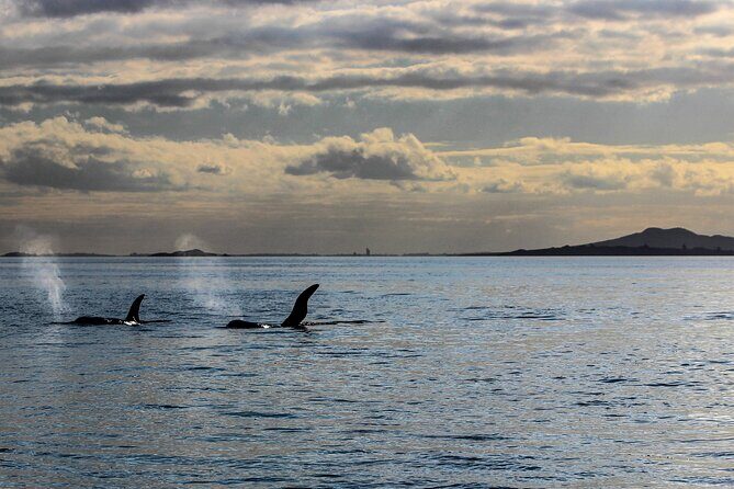 Discover Auckland City Tour: The City of Sails - Frequently Asked Questions (FAQs)