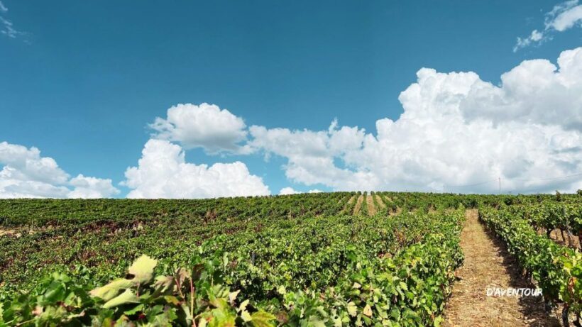 Discover Authentic Douro with D'AvenTour - Key Points