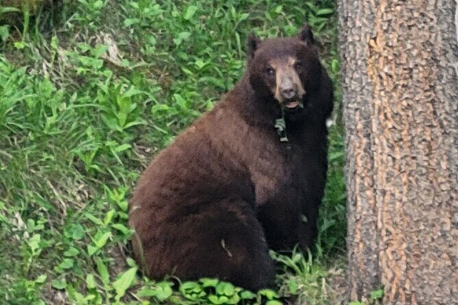 Discover Banff National Park - Premium Day Trip - The Downsides?