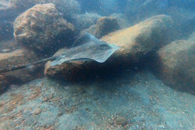 Discover Beginner Diving in Tenerife - Safety and Health Considerations