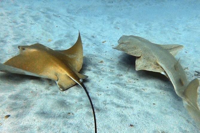 Discover Beginner Diving in Tenerife - Cancellation Policy and Booking Options