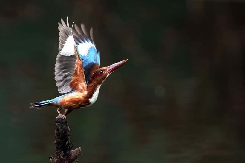 Discover Birding heaven at Sultanpur in a day from Delhi - Key Points