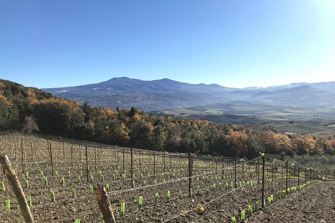 Discover Brunello Wines With Diwine Experience - Learning From Knowledgeable Guides