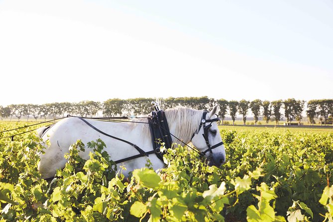 Discover Burgundy - Exploring the Organic Wine Estate