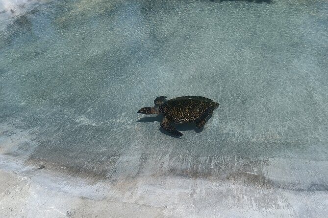 Discover Cascades & Turtle Experience with Yumi Tours - Duty-Free Shopping and Final Drop-off