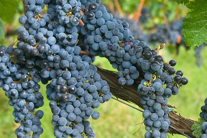 Discover Chianti Classico Wines DiWine Experience - Booking and Cancellation Policy