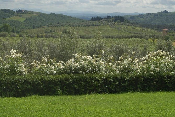 Discover Chianti Through its Wines - Discover Chianti Through Its Wines: An In-Depth Look