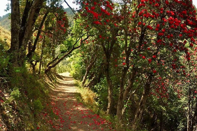 Discover Dehradun: Private City Tour - The Practicalities
