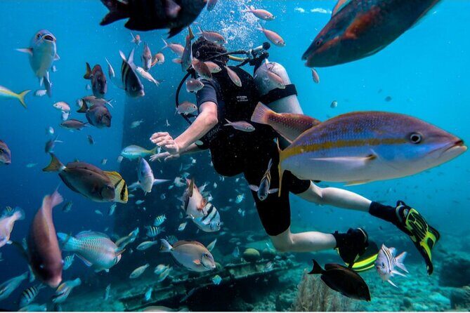 Discover Diving in Curaçao with Transportation Included - The Sum Up: Who Should Sign Up?