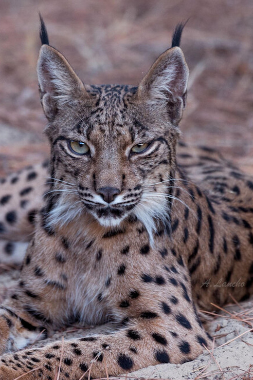 Discover Doñana & Iberian Lynx: Premium Nature Tour - Discover Doñana & Iberian Lynx: Premium Nature Tour — A Deep Dive into Spain’s Wildside