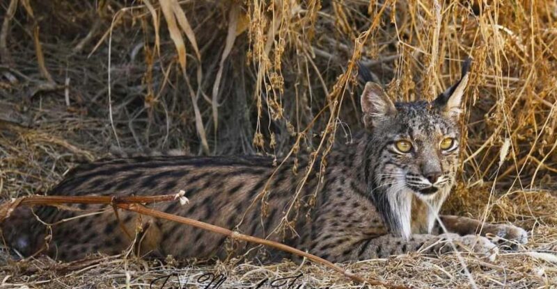 Discover Doñana & Iberian Lynx: Premium Nature Tour - Introduction: What to Expect from This Doñana Tour
