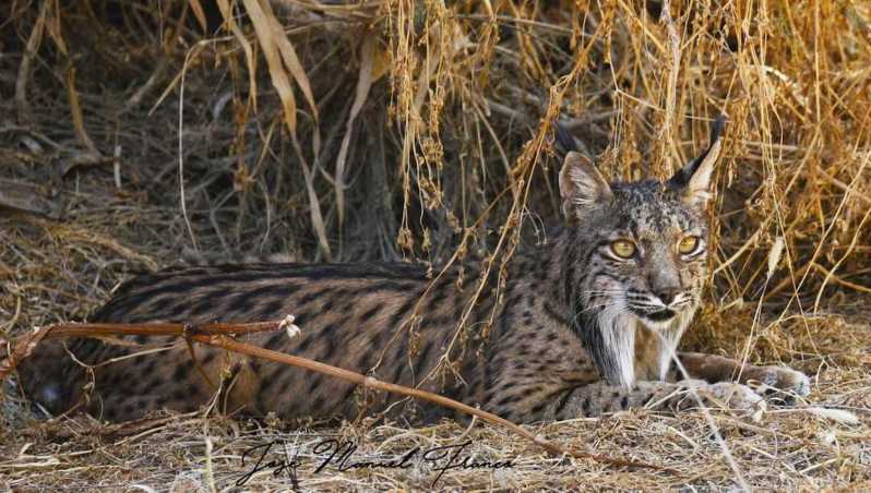 Discover Doñana & Iberian Lynx: Premium Nature Tour - Who Should Consider This Tour?