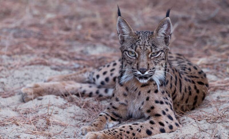 Discover Doñana & Iberian Lynx: Premium Nature Tour - The Sum Up: Is This Tour Worth It?