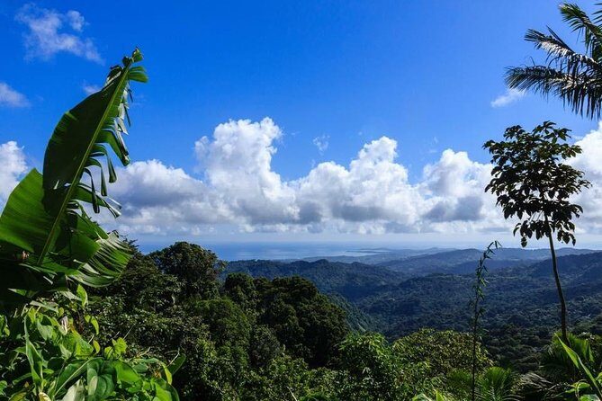Discover El Yunque National Park: Half-Day Rainforest Tour - Key Points