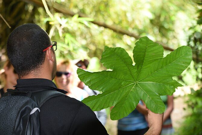 Discover El Yunque National Park: Half-Day Rainforest Tour - The Experience of Guided Tours