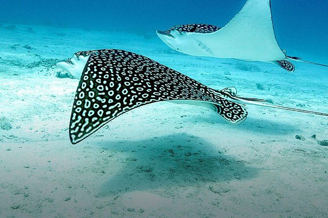 Discover Fajardo: 2-Tank Scuba Diving - Practicalities: Booking, Group Size, and Conditions