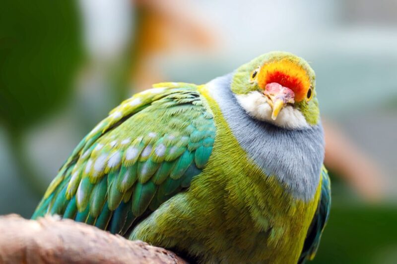 Discover Fijian Culture and Reptiles - Analyzing the Tour Experience