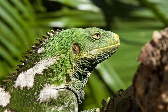 "Discover Fiji's Hidden Gems: Eco Park, Pottery Village & Dunes!" - Final thoughts