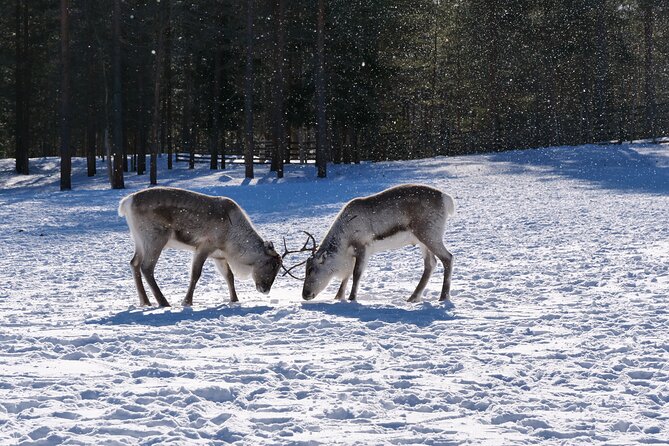 Discover Inari: Reindeer Farm, Siida Museum & Open Fire Lunch - Why This Tour Works Well