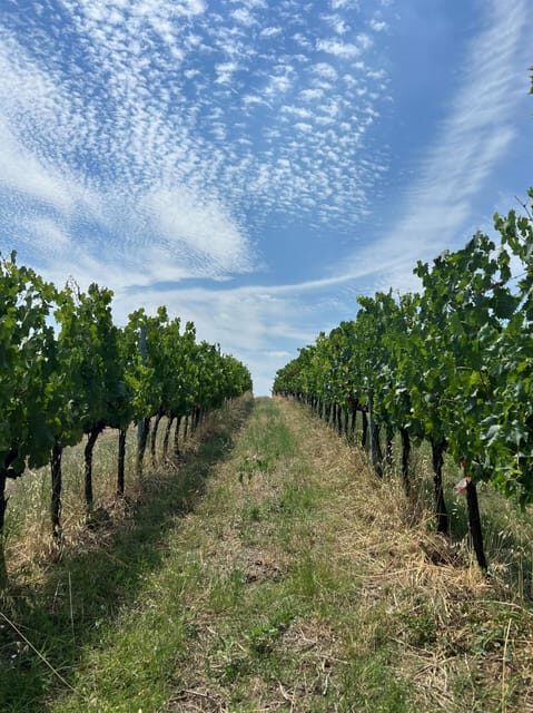 Discover Italian Wines: Exclusive Tasting at Tenuta La Viola - Discover Italian Wines: Exclusive Tasting at Tenuta La Viola