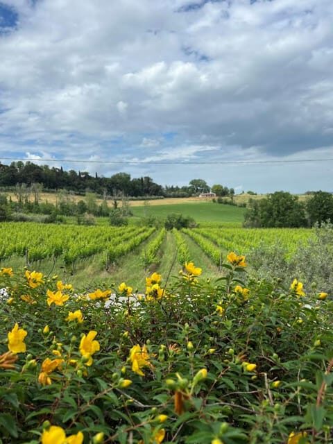 Discover Italian Wines: Exclusive Tasting at Tenuta La Viola - FAQ