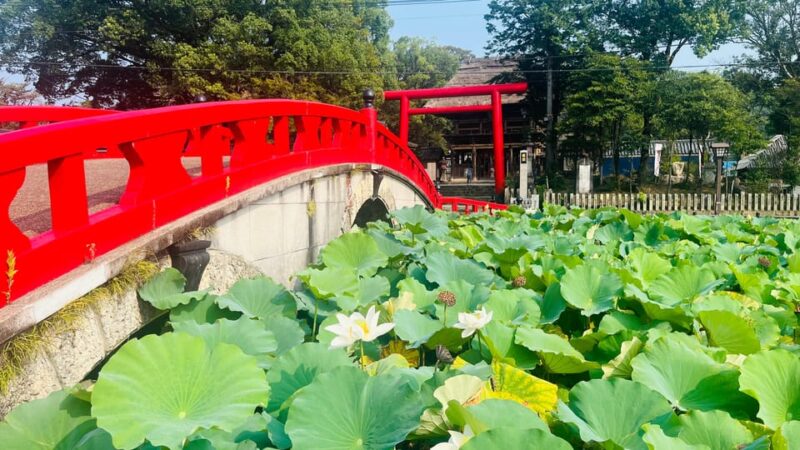Discover Kumamotos Hidden Gem: Kumamoto Awaits You - Key Points