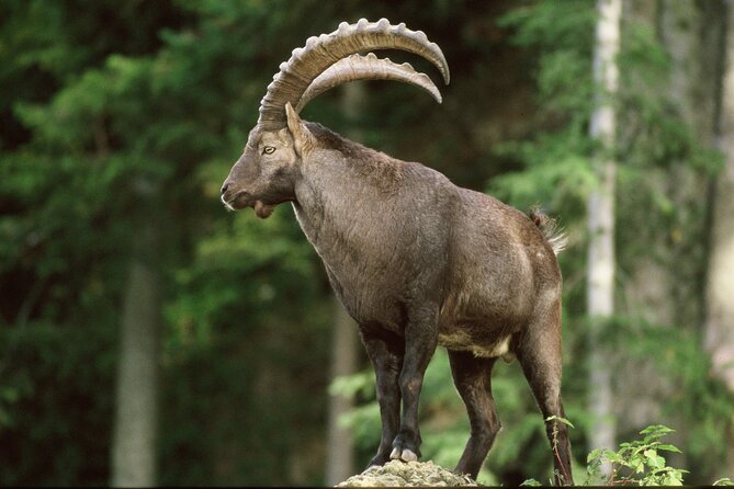 Discover Lindau Island and the Highlights of Bregenz in one day ! - Who Will Love This Tour?