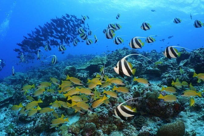 Discover Maafushi in 4 Nights 5 Days (Tour A) - Practical Tips for Travelers