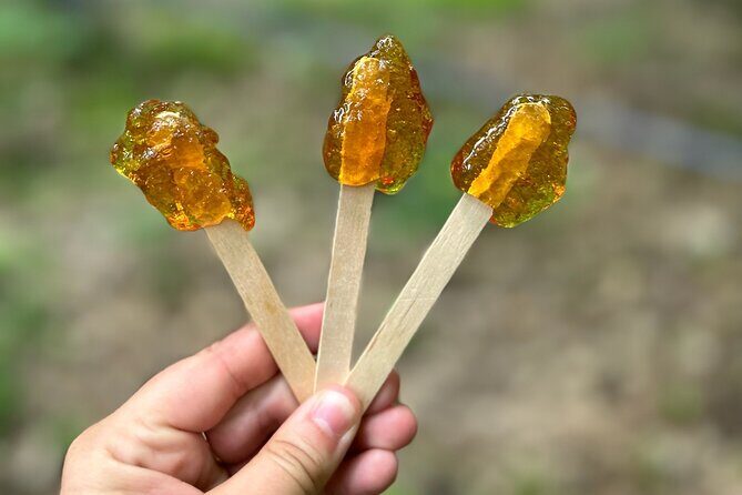 Discover Maple Sugar Bush Tour - An In-Depth Look at the Discover Maple Sugar Bush Tour