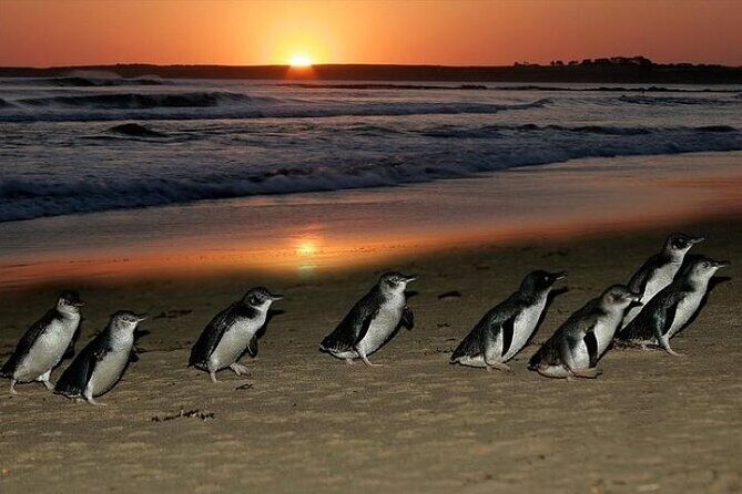Discover Melbourne City and Penguin Parade Eco Tour - Key Points
