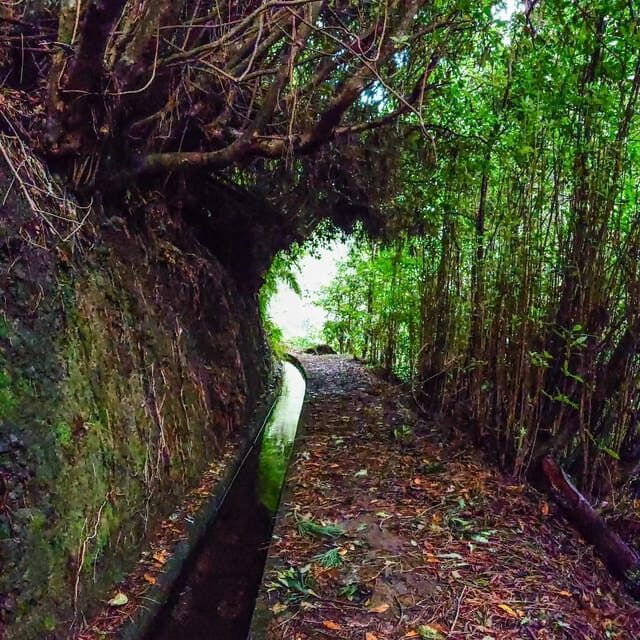 Discover one of our island's levadas in a relaxing way? - Exploring Madeira’s Levadas in a Relaxed Way