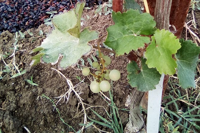 Discover Parma Foods With Laura - A Day of Tasting and Relaxation