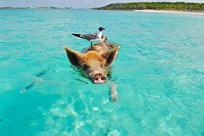 Discover Pig Island & Koh Tan: Private Longtail Trip - The Practicalities
