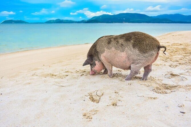 Discover Pig Island & Koh Tan: Private Longtail Trip - Frequently Asked Questions