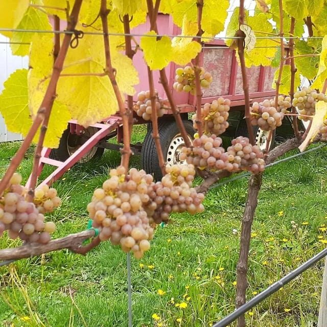 Discover Regenerative Viticulture at Casa Klocker Prambs - Final Thoughts